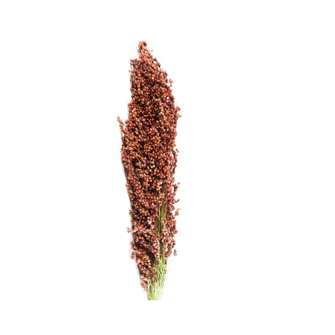 Agrimenara || Sorgho